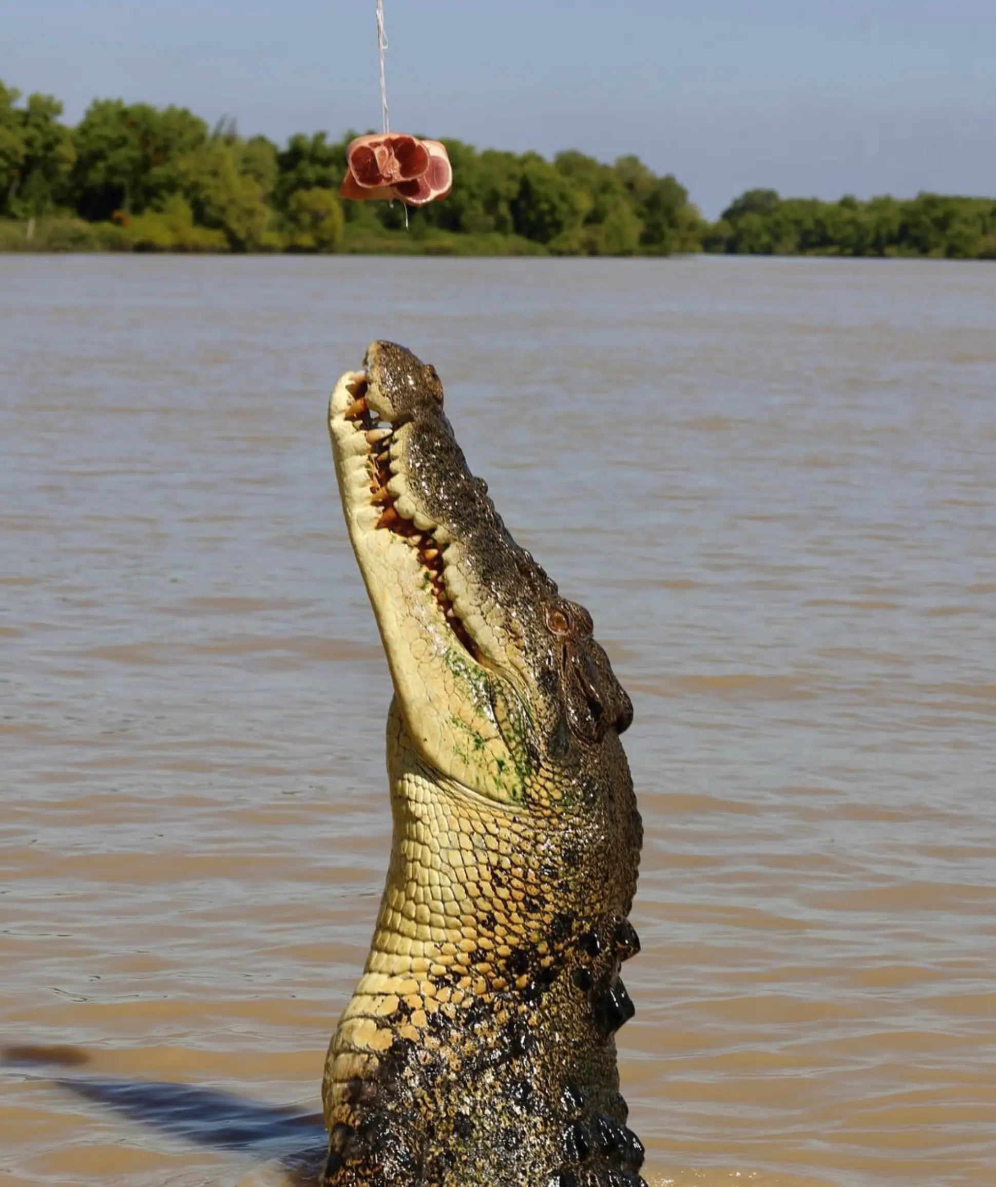 How Jumping Crocodiles Adapt to Their Environment | Survival in the Wild
